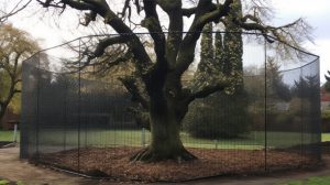 How to Save a Tree with Damaged Roots