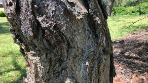 Hypoxylon Canker Disease on Oak and Shade Trees (Biscogniauxia Canker)