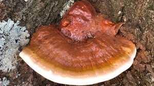 Mushrooms on a Tree Trunk Means Your Tree is Dying