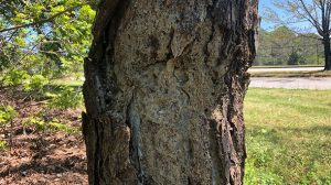 Hypoxylon Canker Disease on Oak and Shade Trees (Biscogniauxia Canker)