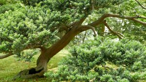 Twisty Trees for Your Landscape Specimen