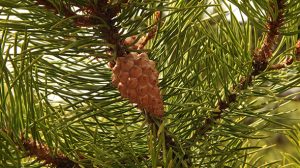 Choosing a 7B Landscape Tree for Your Marietta Yard