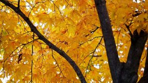How To Save a Dying Maple Tree