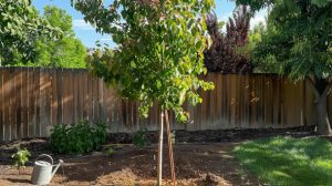 Overcoming Tree Transplant Shock
