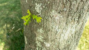 Twisty Trees for Your Landscape Specimen