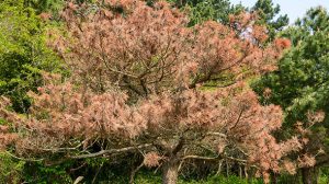 Guide to Pine Wilt Disease