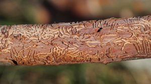 The Emerald Ash Borer Tree Insect