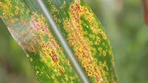 Effective Management of Plant Rust Disease
