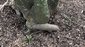 How To Identify and Manage 7 Deadly Tree Defects