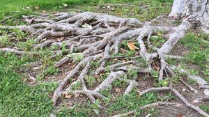 Why Is Half of My Tree Dead?